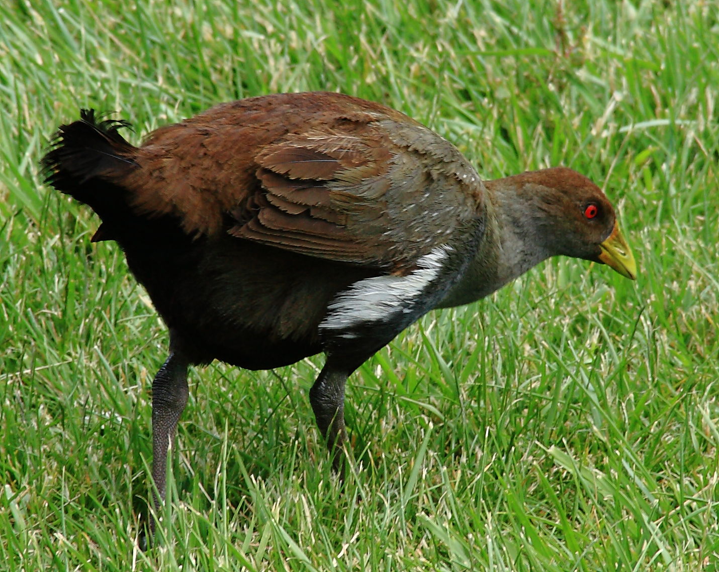 Hannah’s first challenge complete! | Fifty Toes Walkabout